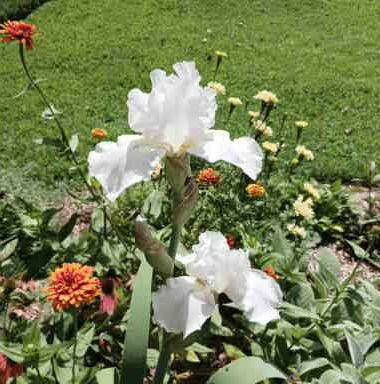 white bearded iris immortality