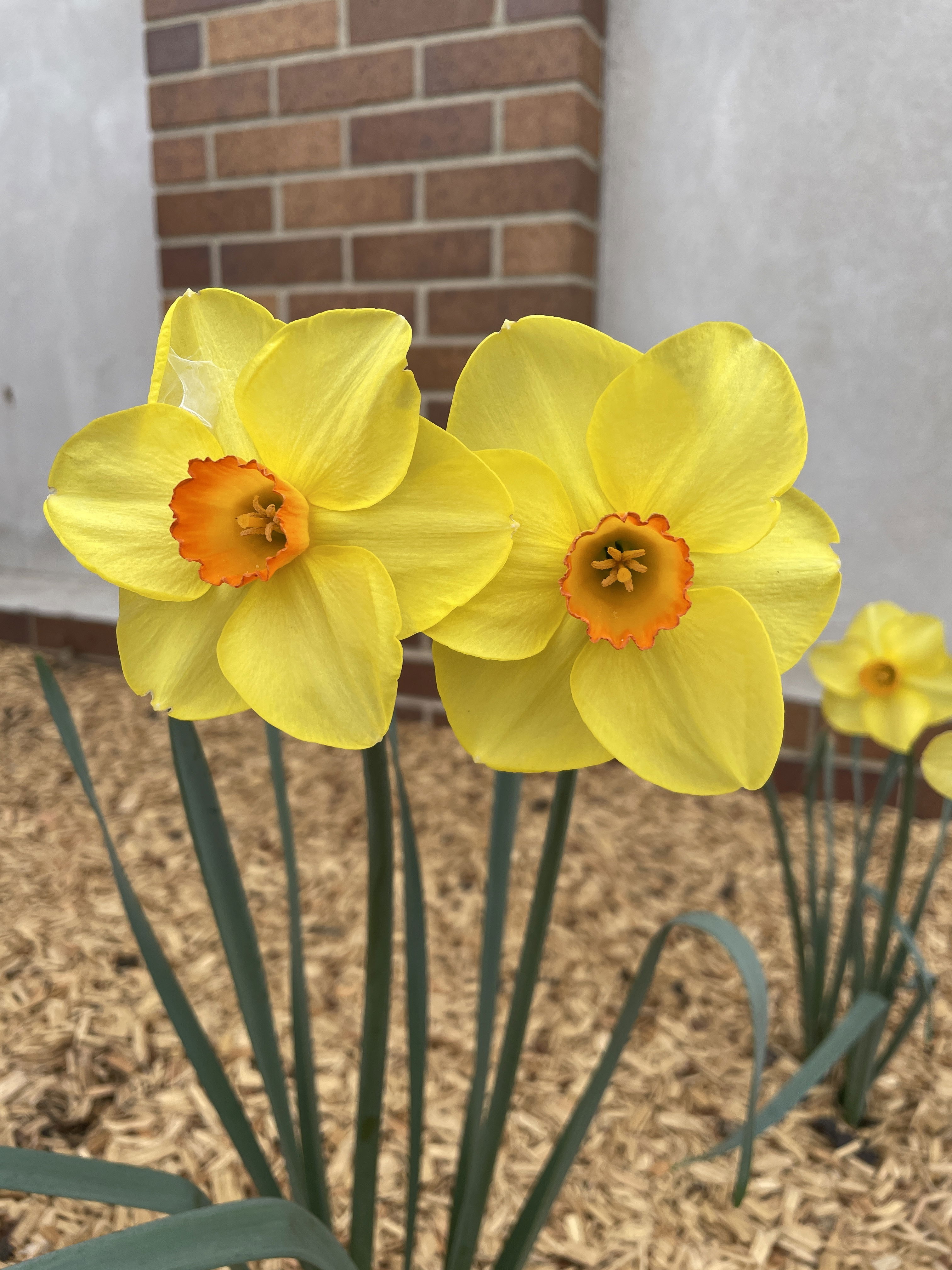red devon daffodil bulbs