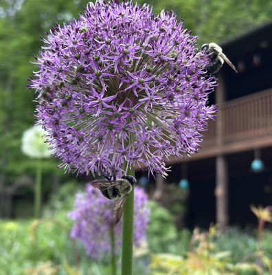 gladiator allium care