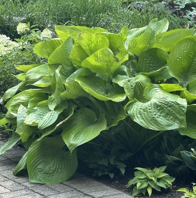 hosta bressingham blue size