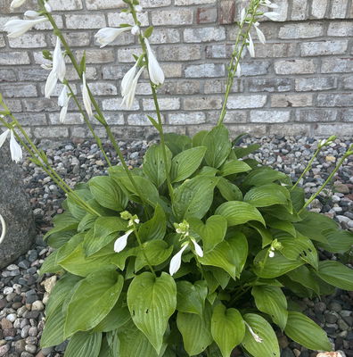 hosta bressingham blue