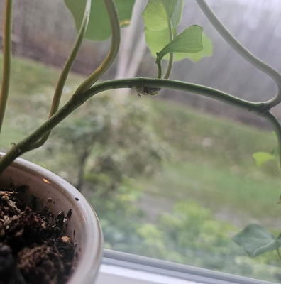 plant node growth paste