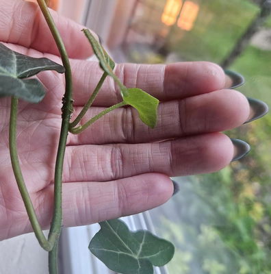 plant node growth paste