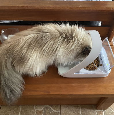 pro kolin pets corner